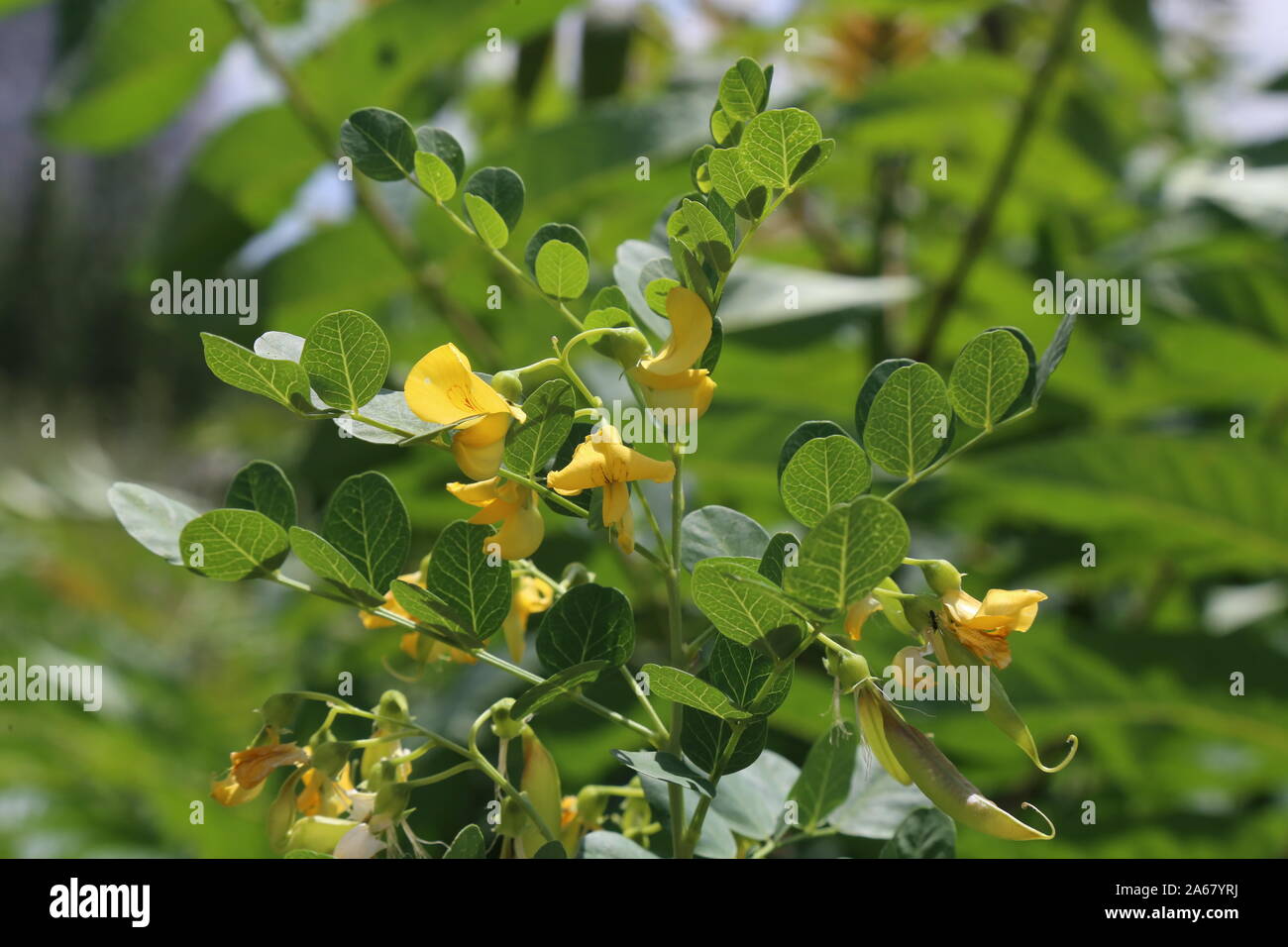 Colutea hi-res stock photography and images - Alamy