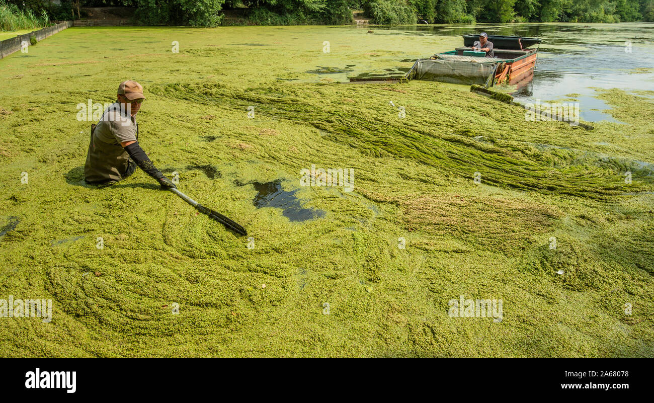 Specialist water management operators clearing the toxic algae from ...