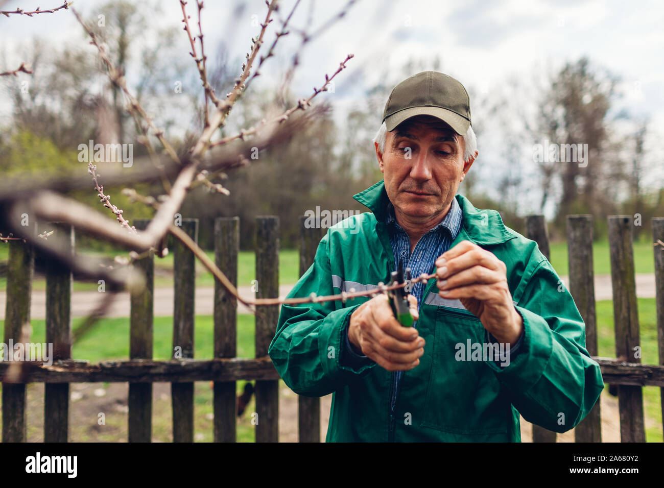 Man worker pruning tree with clippers. Male farmer wearing uniform cuts ...