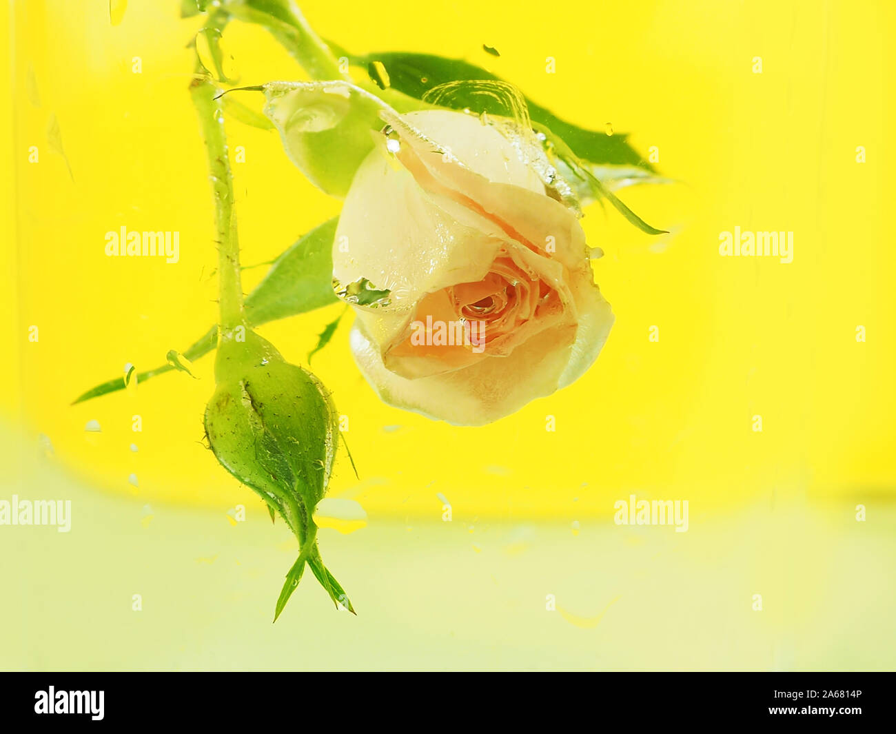 abstract, yellow rose in water, with drops of air on a yellow ...