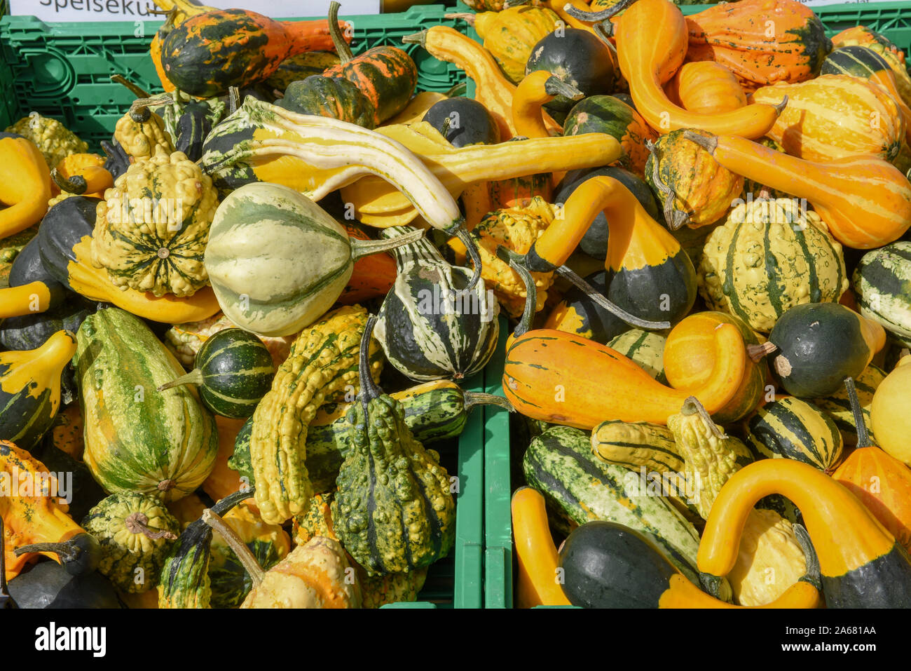Scallop harvest hi-res stock photography and images - Alamy