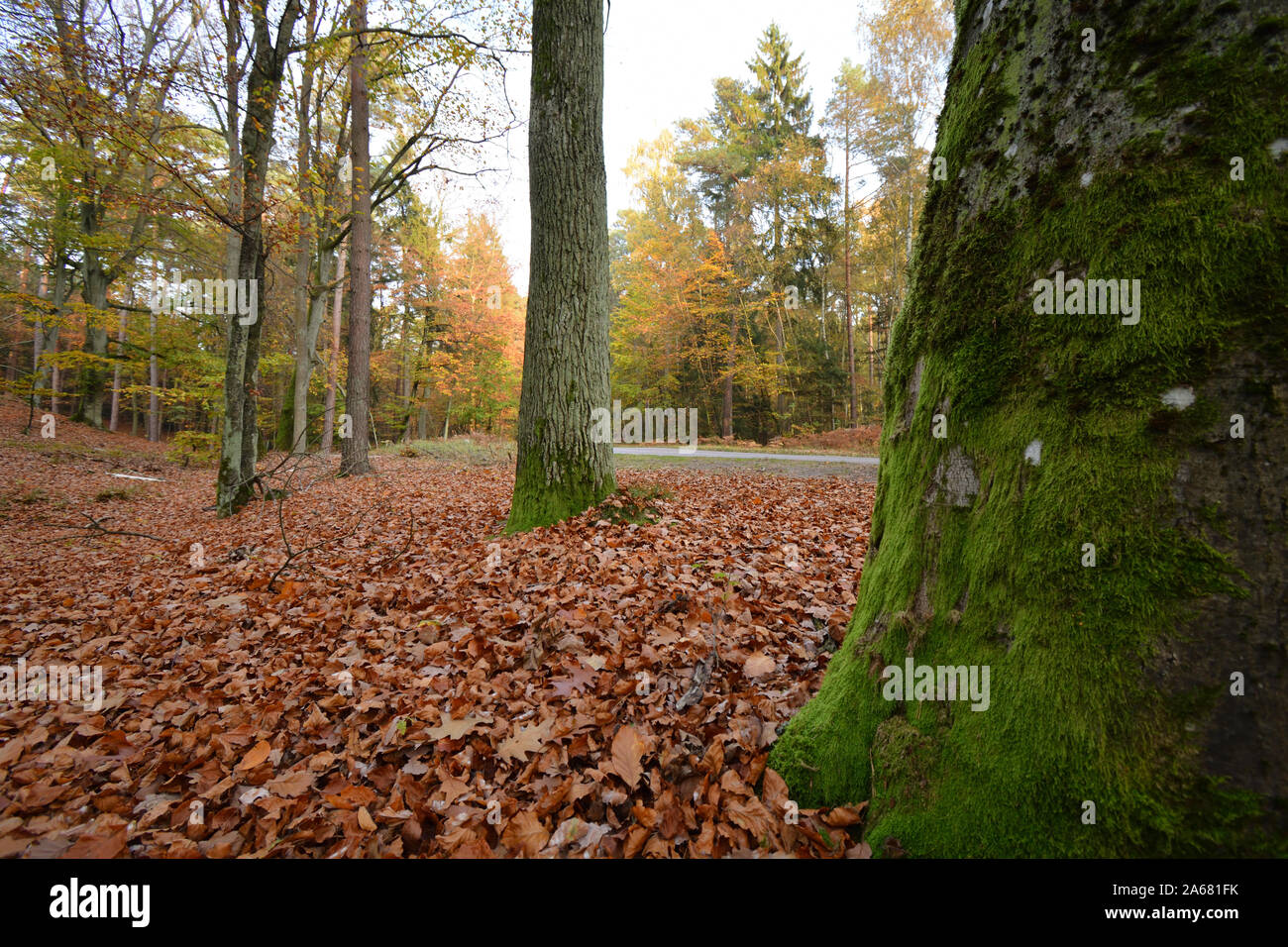 Autumn scenery with mossy trees and withered leaves Stock Photo - Alamy