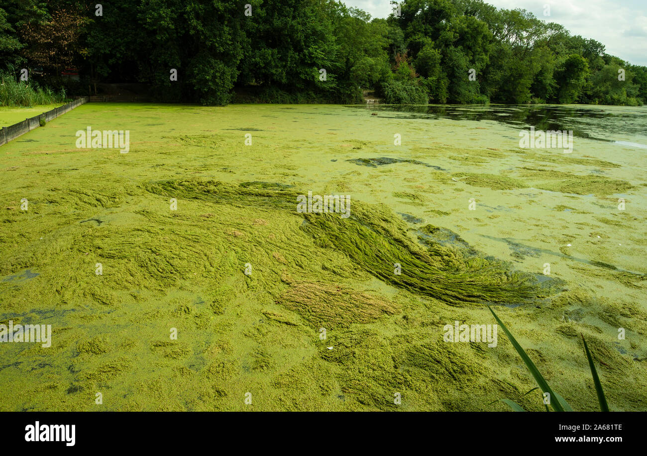 Specialist water management operators clearing the toxic algae from ...