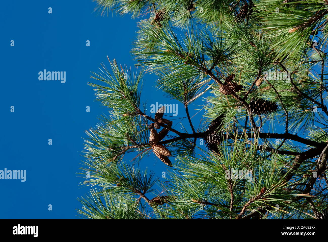 Pine tree limbs and pinecones against a blue sky Stock Photo - Alamy