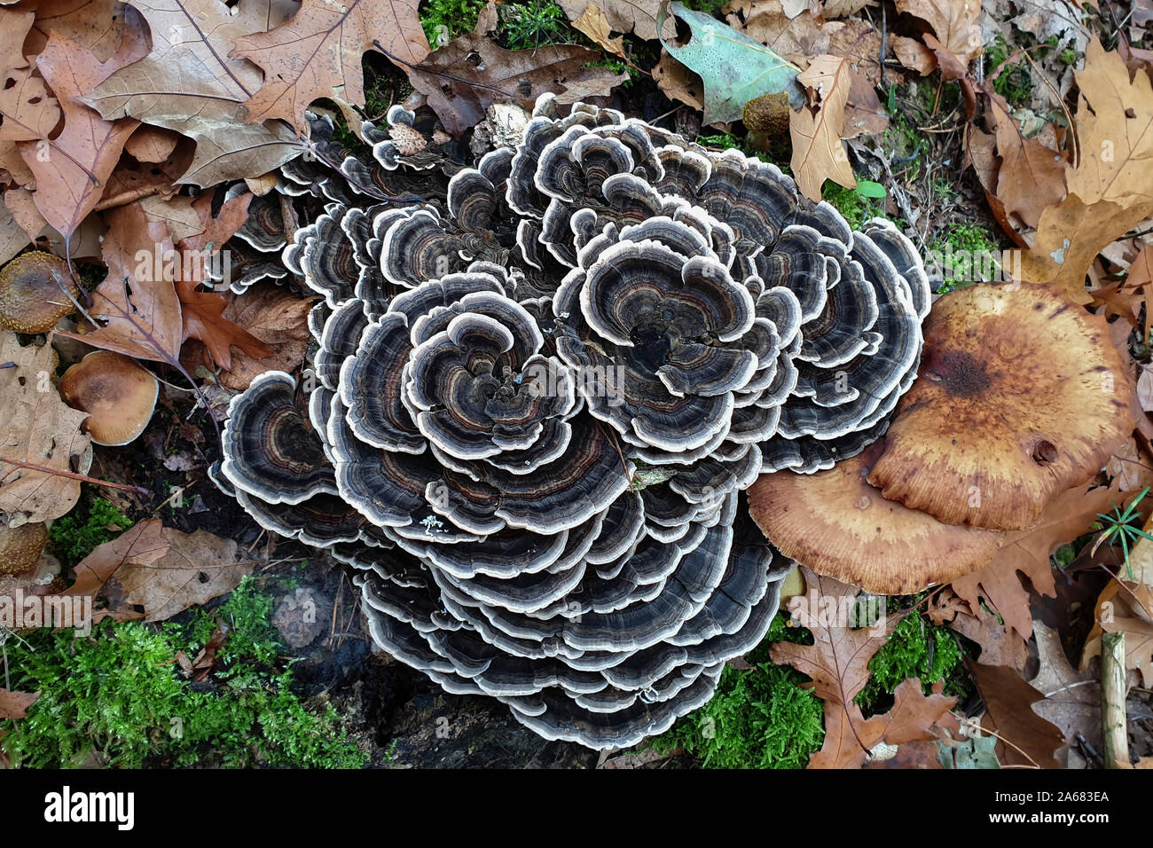 Trametes versicolor also known as Coriolus versicolor and Polyporus ...