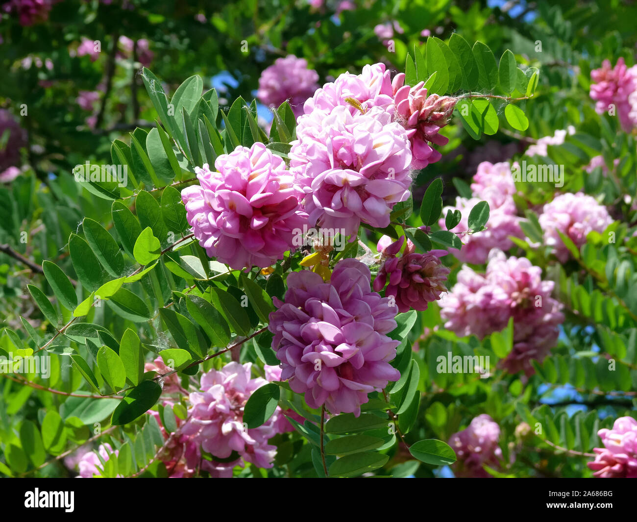 bristly locust, rose-acacia, or moss locust, Borstige Robinie, Robinia ...