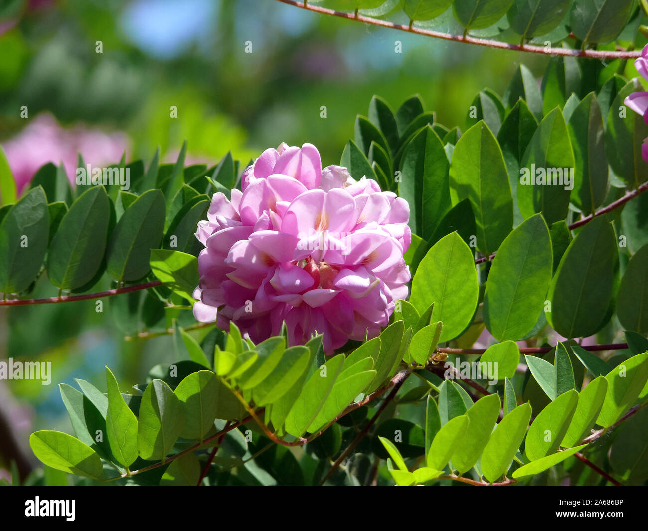 Robinia hispida hi-res stock photography and images - Alamy