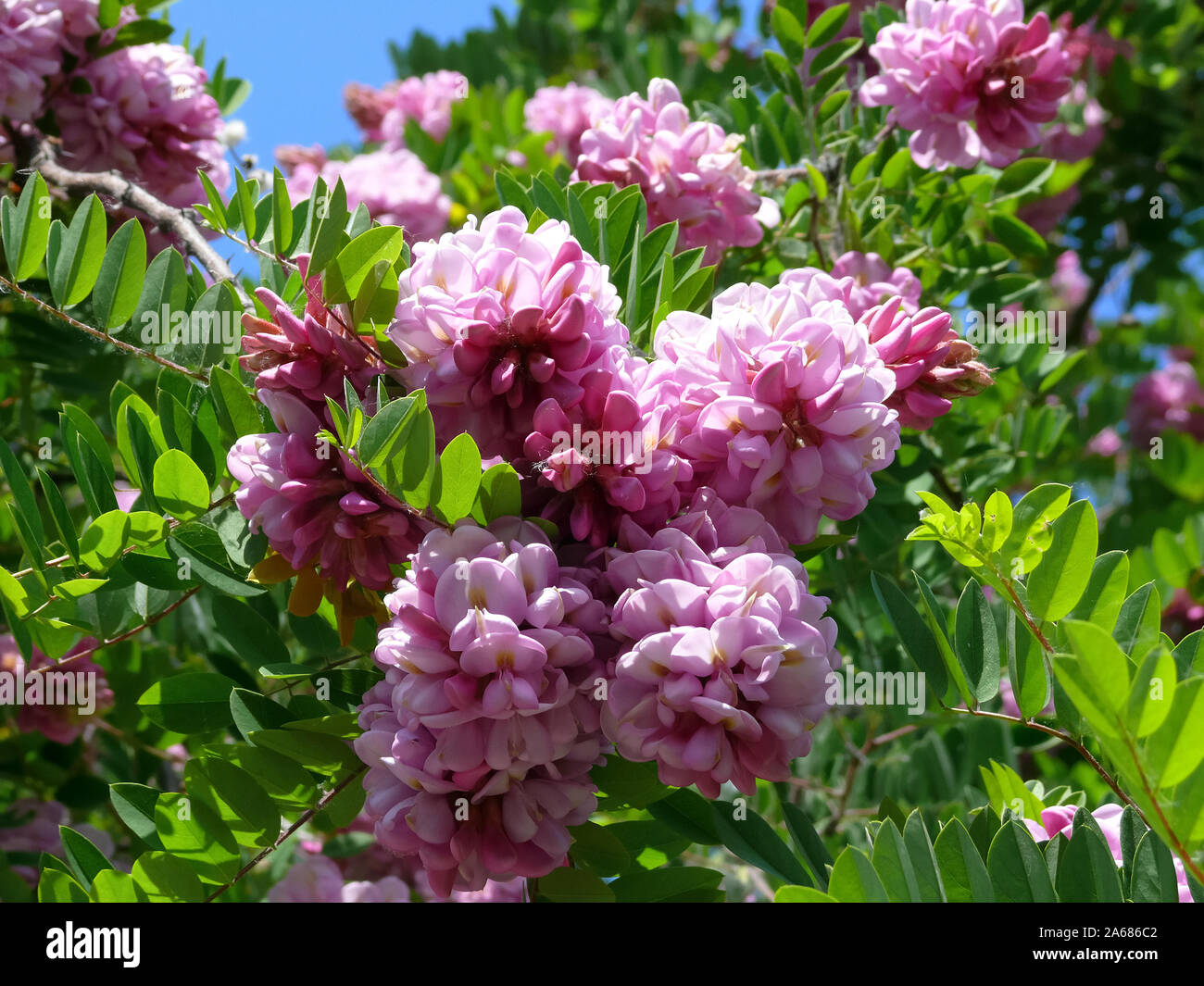 bristly locust, rose-acacia, or moss locust, Borstige Robinie, Robinia ...