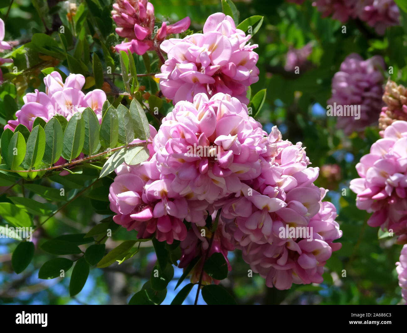 bristly locust, rose-acacia, or moss locust, Borstige Robinie, Robinia ...