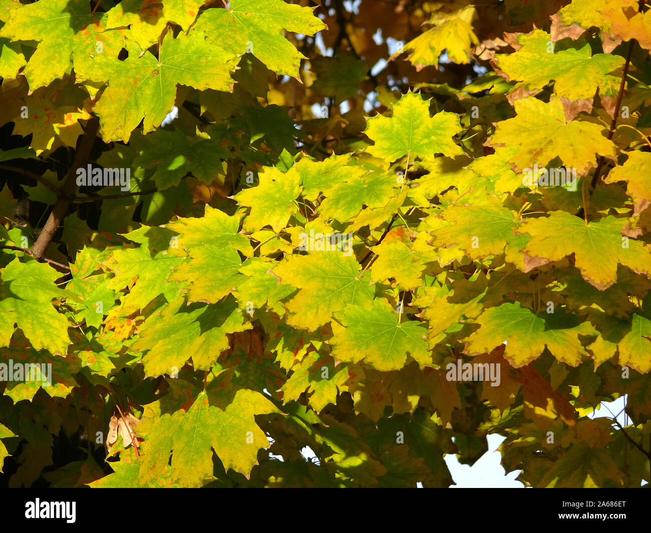 Juhar hi-res stock photography and images - Alamy