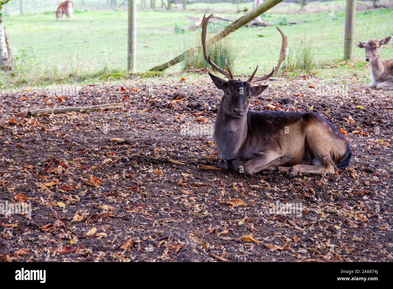 Deer hooves hi-res stock photography and images - Alamy