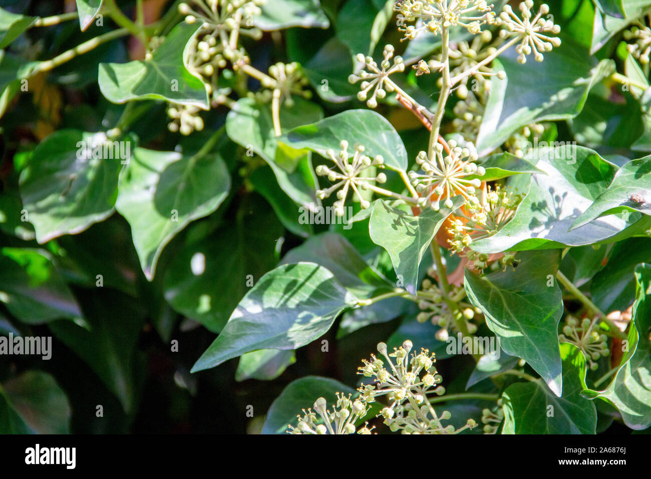 Catbrier family hi-res stock photography and images - Alamy