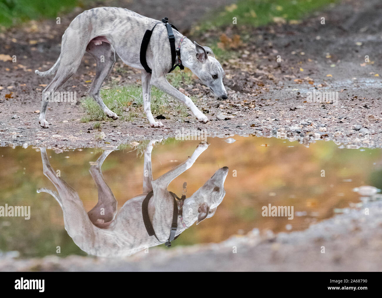 Male Whippet and its reflection in a puddle Stock Photo - Alamy