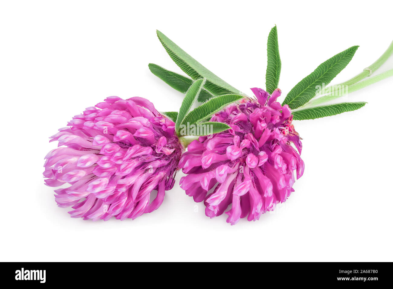 Clover or trefoil flower medicinal herbs isolated on white background ...