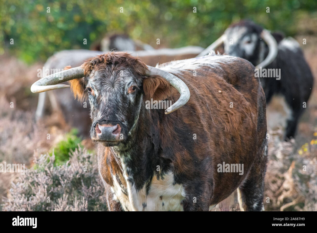 English longhorn hi-res stock photography and images - Alamy