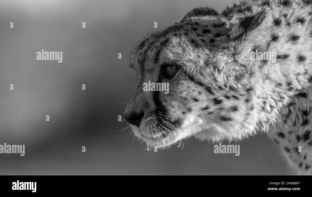 The famous cheetah of Namibia, africa Stock Photo - Alamy