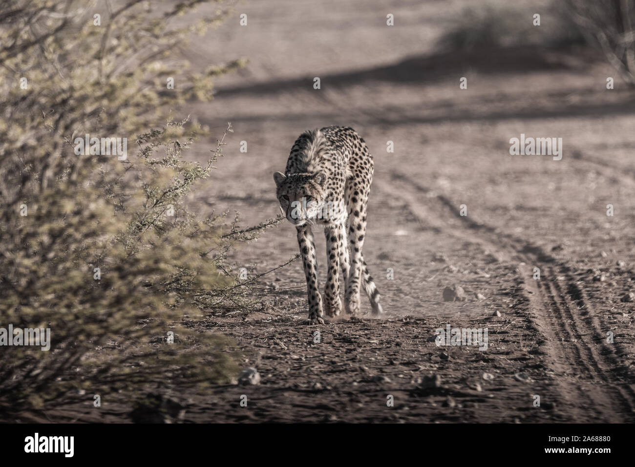 The famous cheetah of Namibia, africa Stock Photo - Alamy