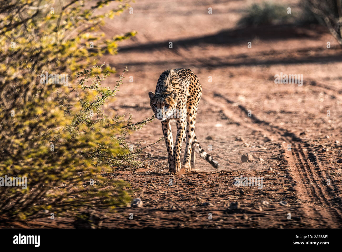 The famous cheetah of Namibia, africa Stock Photo - Alamy