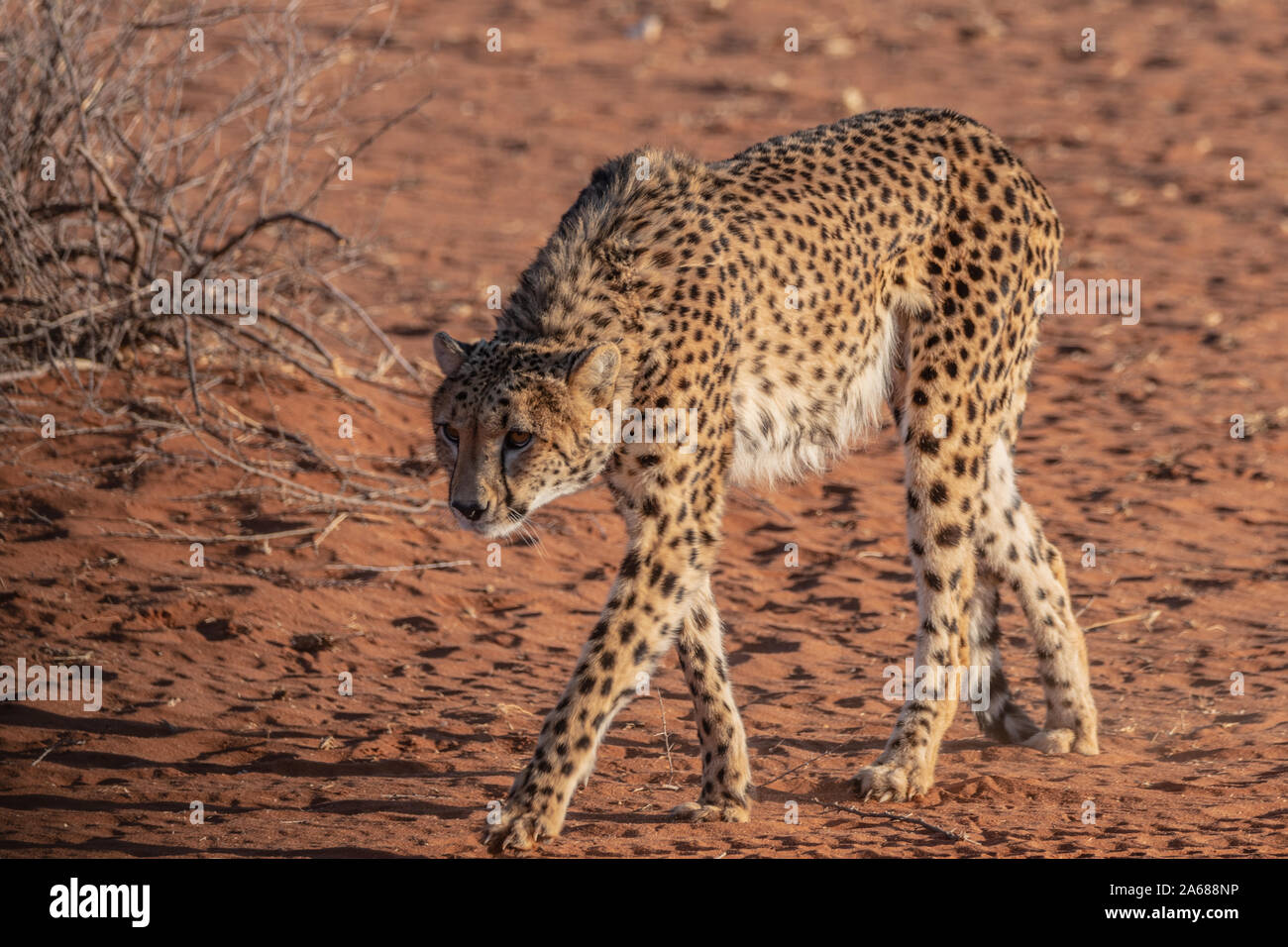 The famous cheetah of Namibia, africa Stock Photo - Alamy