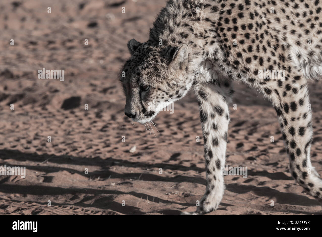 The famous cheetah of Namibia, africa Stock Photo - Alamy