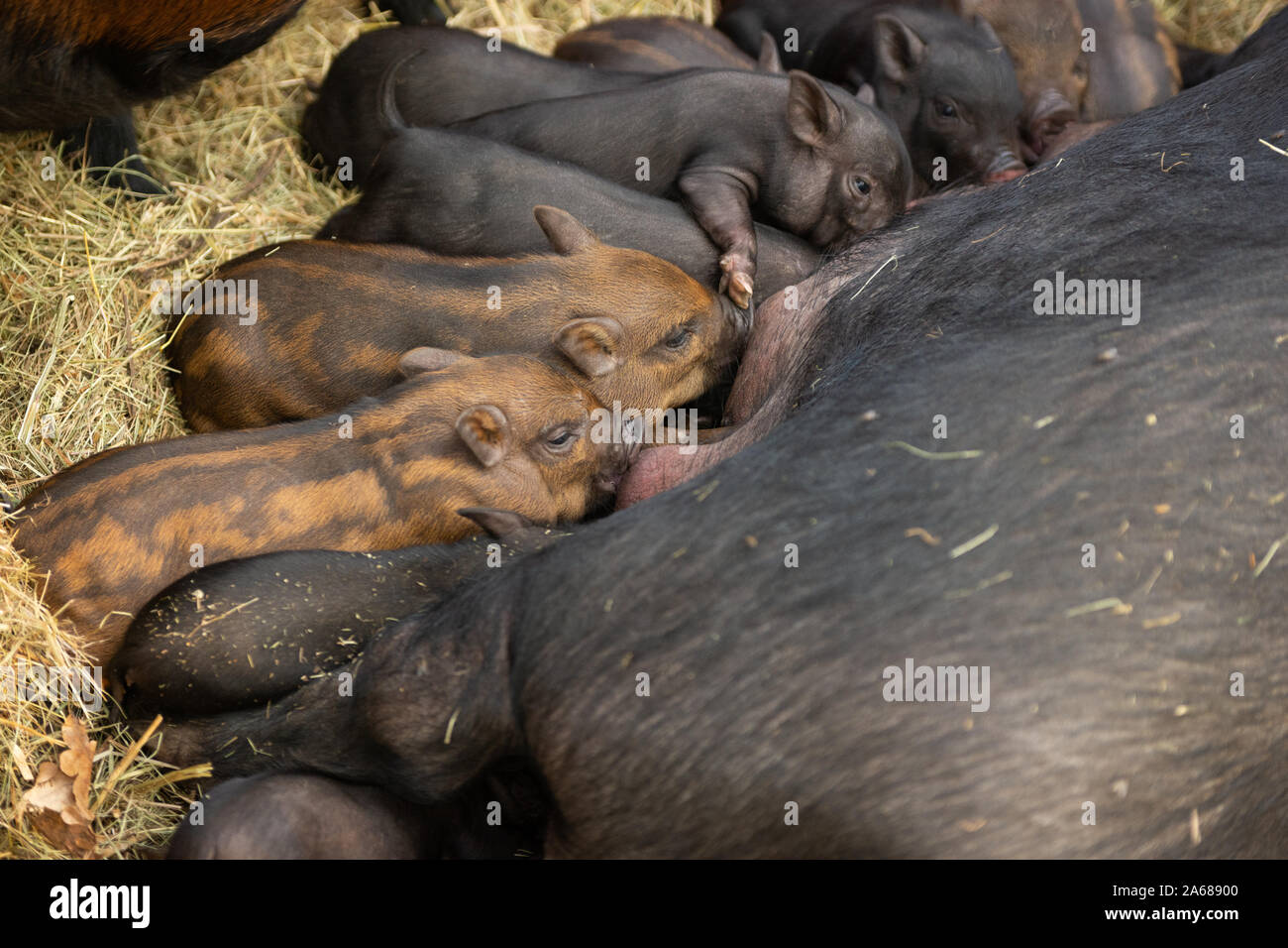 Brood of mini pigs. Many little black and brown striped piglets being ...