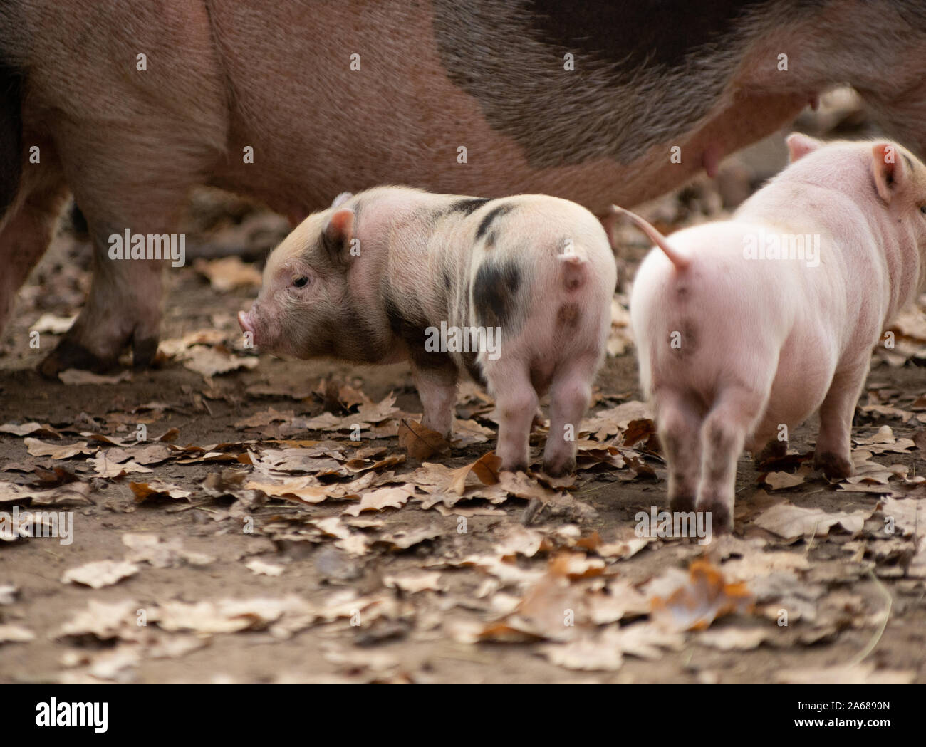 One little mini pig. White miniature piglet with black blotches Stock ...