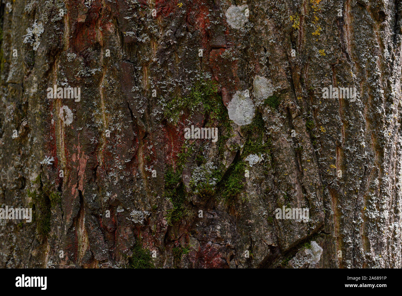 tree bark texture. Vintage Oak Tree Bark. Old oak bark with sunlight ...