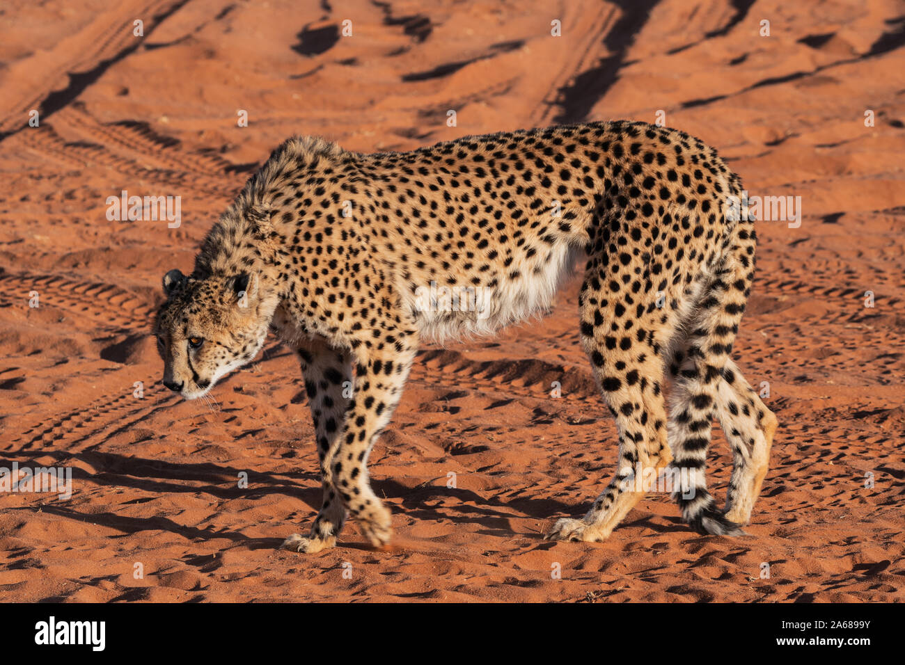 The famous cheetah of Namibia, africa Stock Photo - Alamy