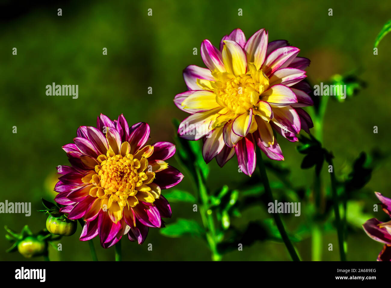 Flower of the dahlia Boogie Woogie in late summer and autumn Stock ...