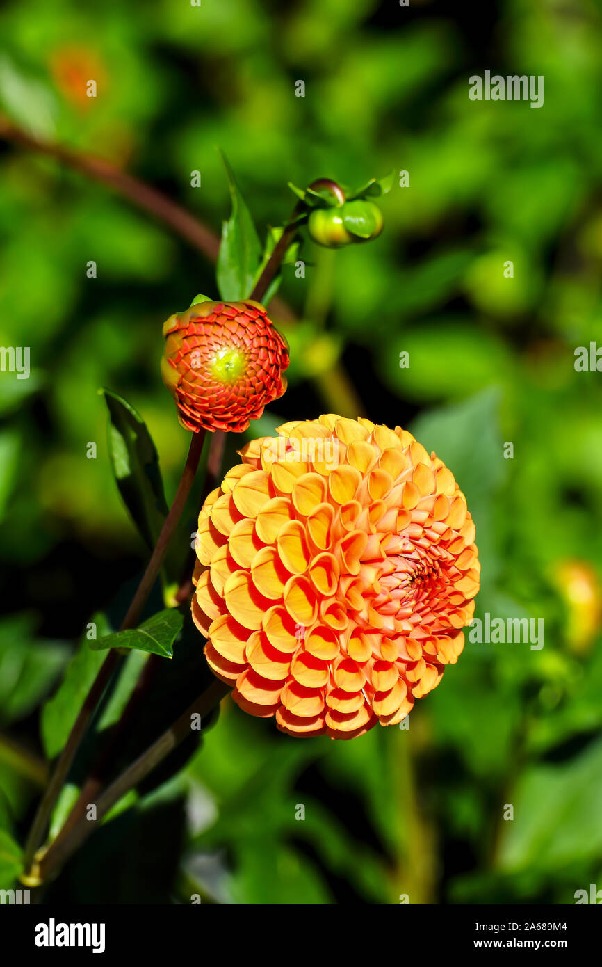 Jomanda hi-res stock photography and images - Alamy