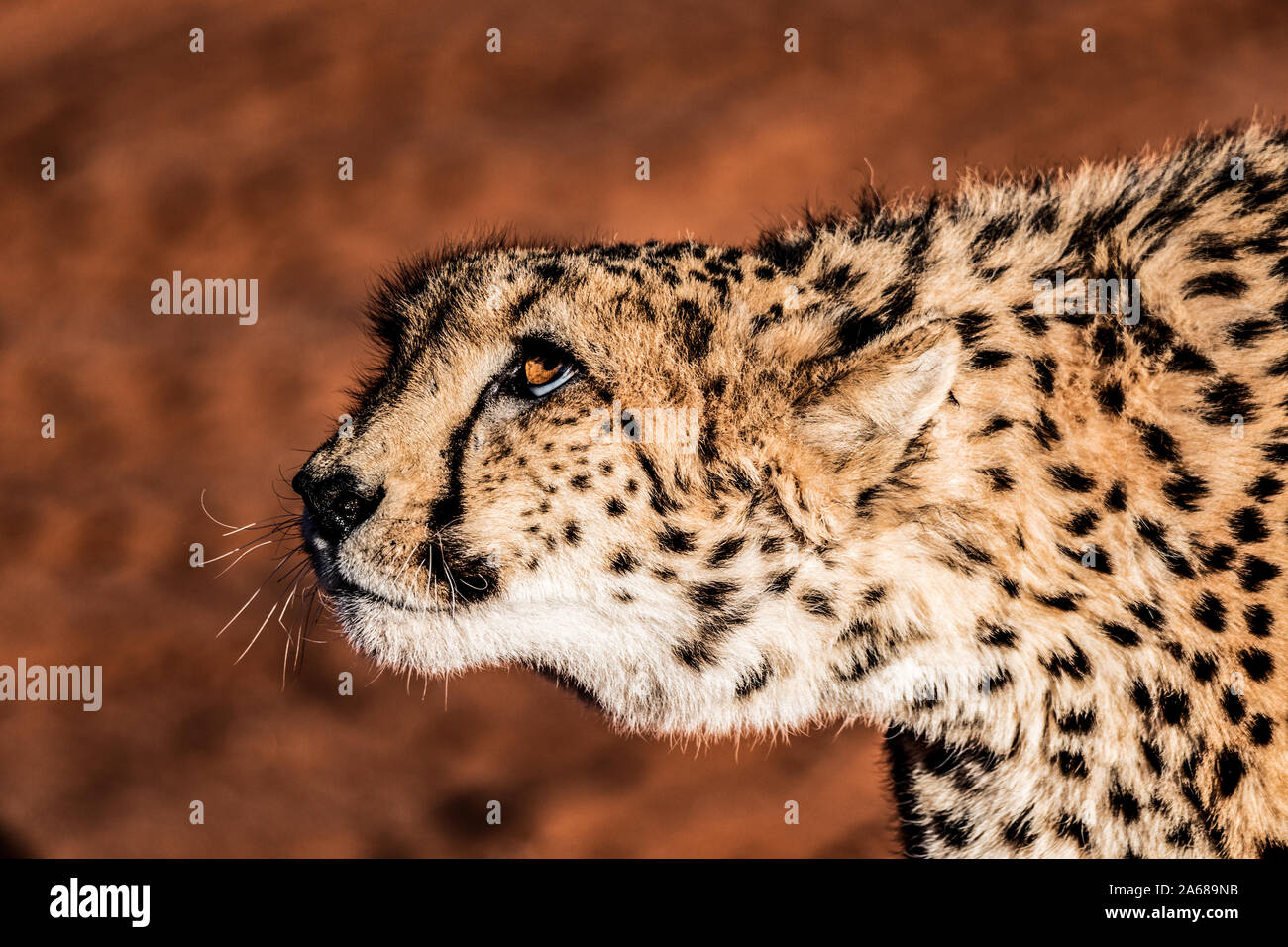 The famous cheetah of Namibia, africa Stock Photo - Alamy