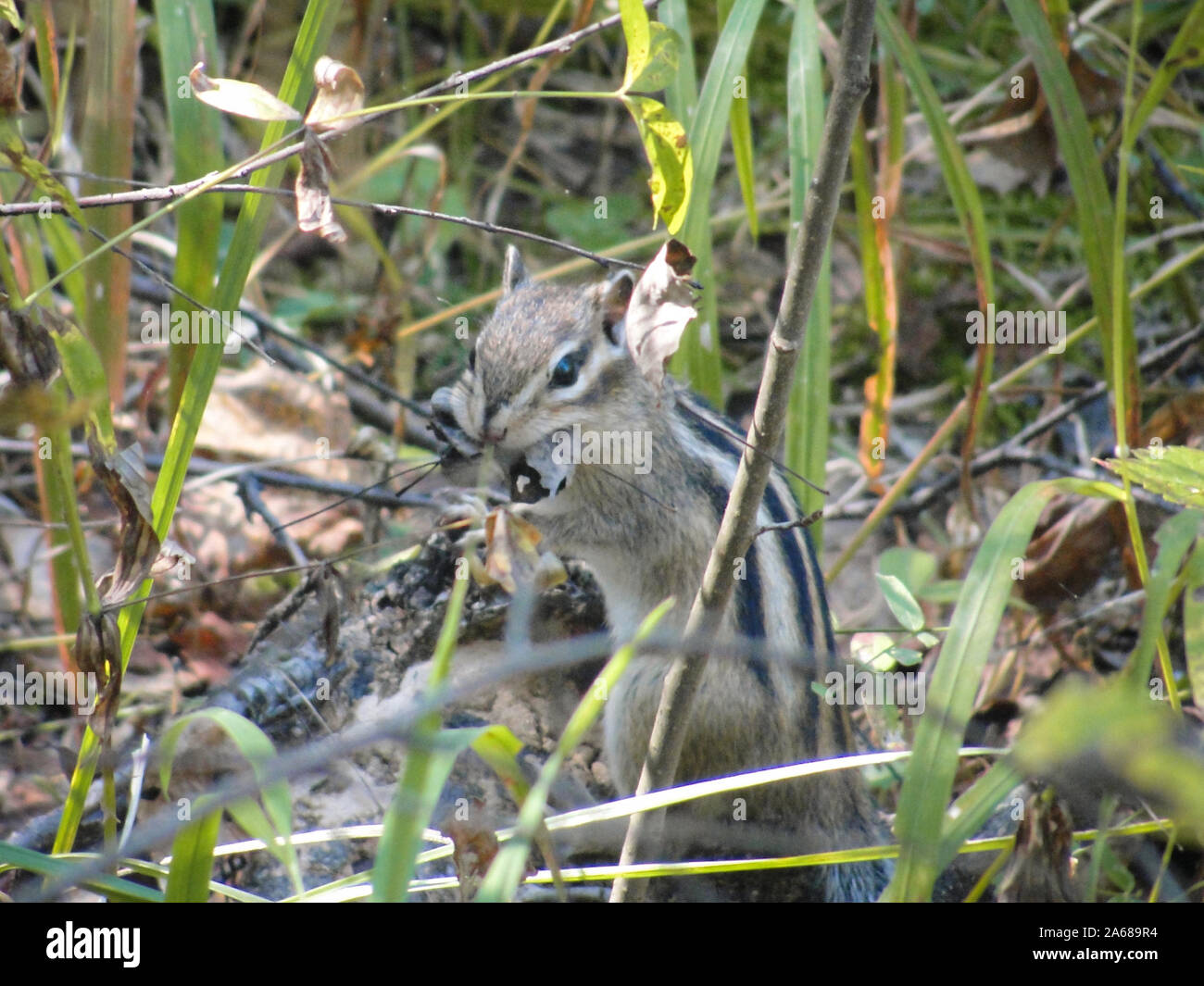 Siberian chipmunk common chipmunk eating some food Stock Photo - Alamy