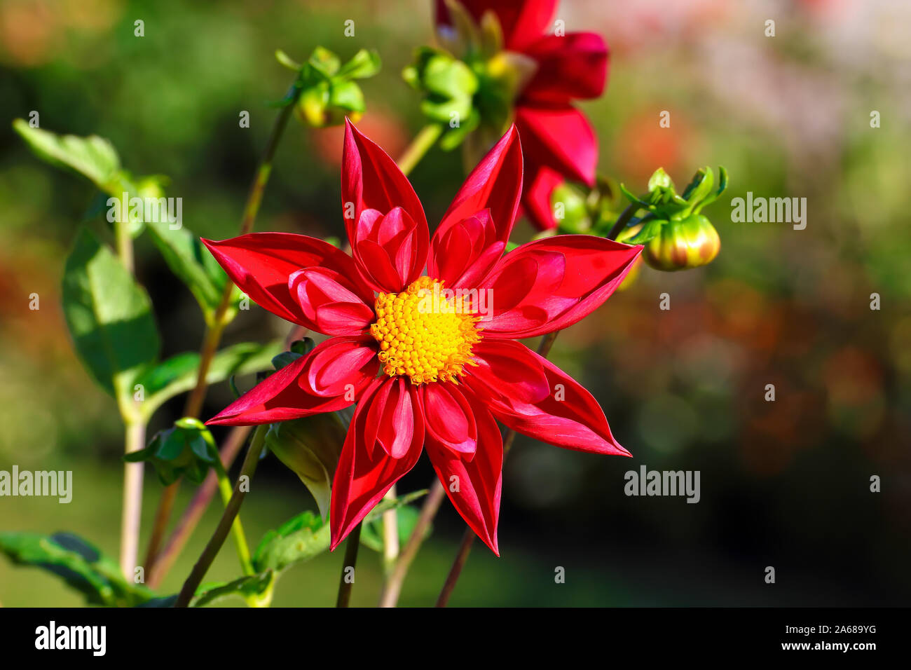 Flower of the dahlia Mars in late summer and autumn Stock Photo - Alamy