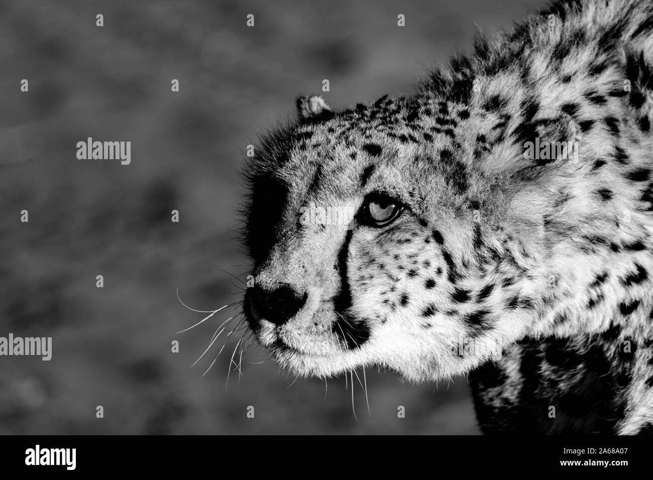 Cheetah world Black and White Stock Photos & Images - Alamy