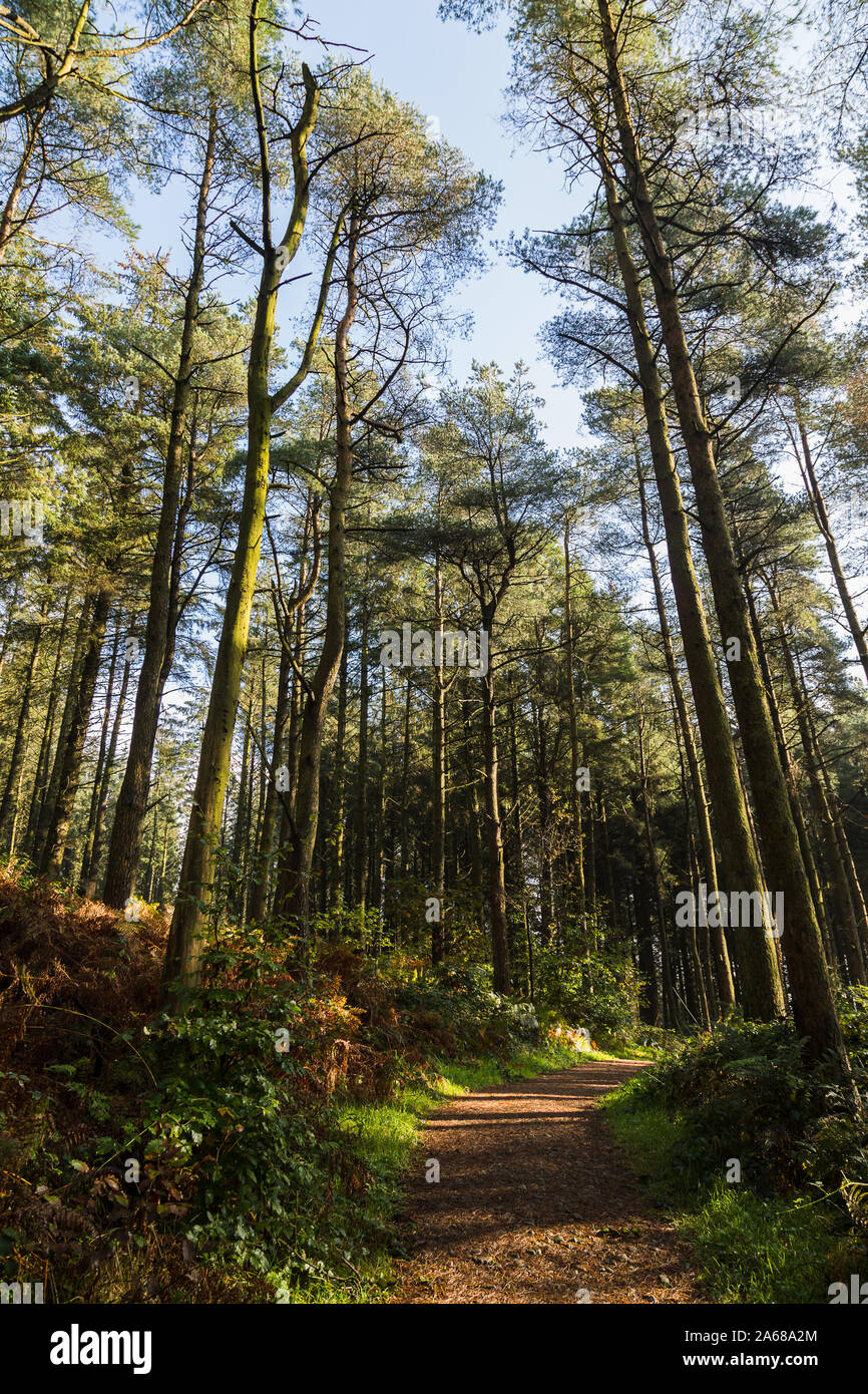 Tall pine trees tower above a pathway through Beacon Fell Country Park ...