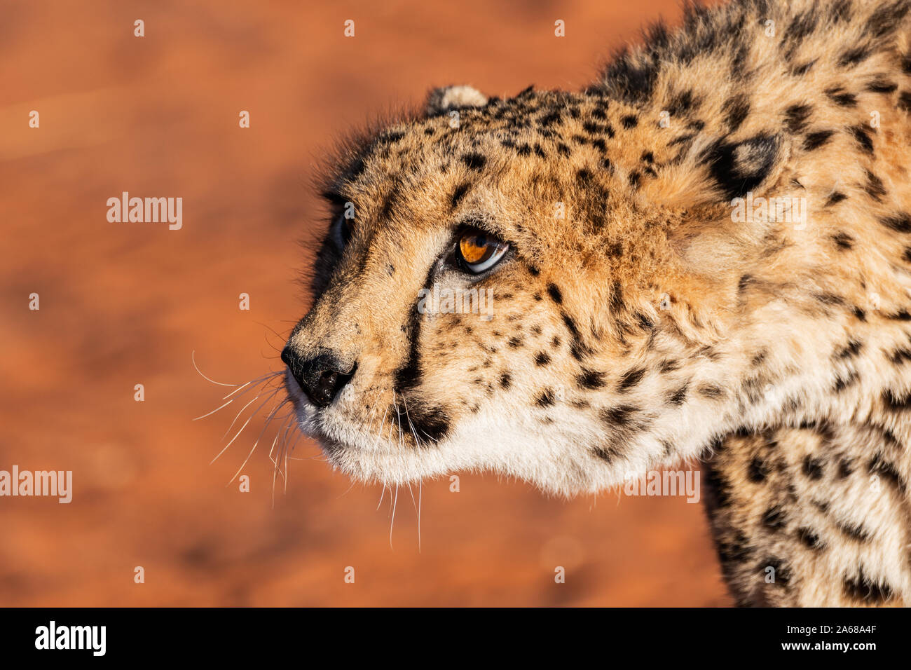 The famous cheetah of Namibia, africa Stock Photo - Alamy