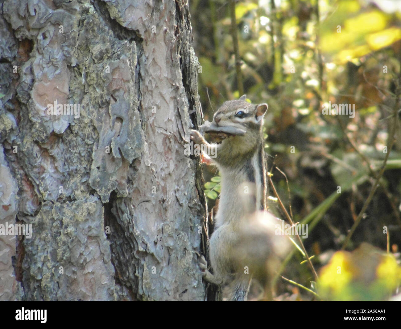 Siberian chipmunk or common chipmunk eating some food on tree Stock ...