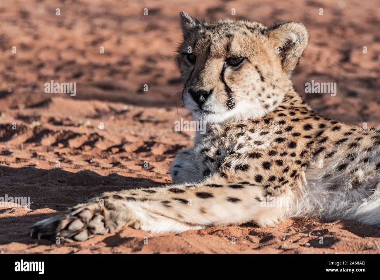 Famous cheetahs hi-res stock photography and images - Alamy