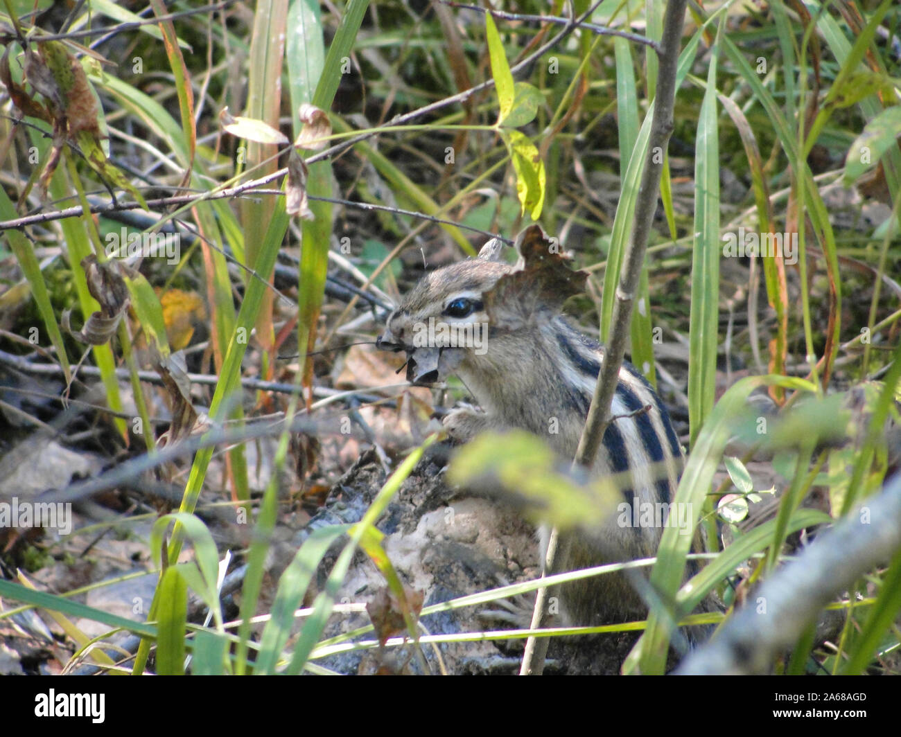 Siberian chipmunk or common chipmunk eating some food Stock Photo - Alamy