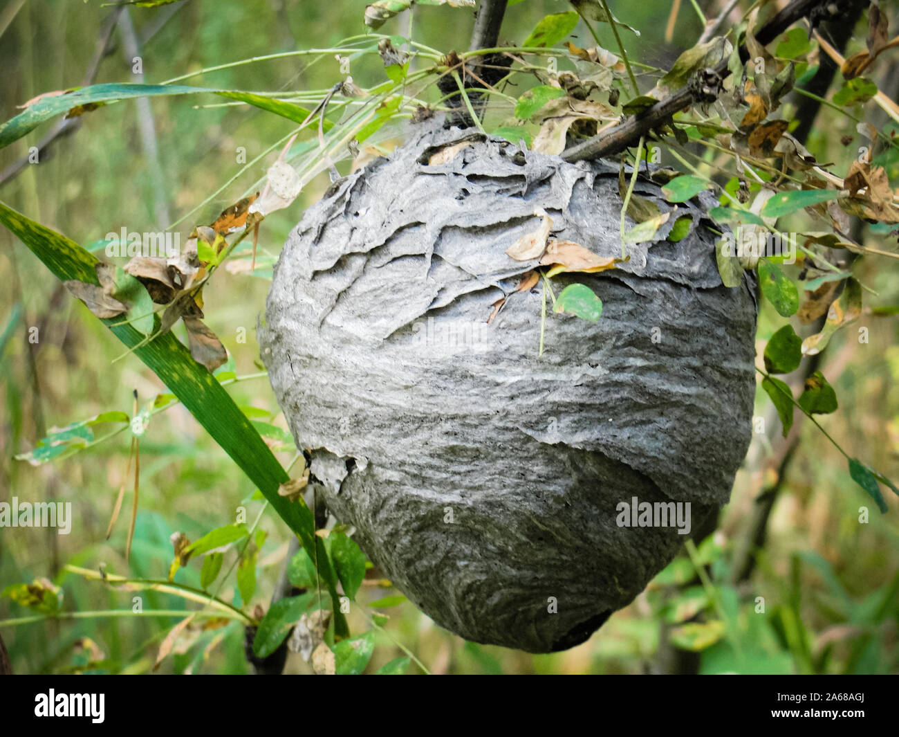Vespiary or wasps nest in forest in summer Stock Photo - Alamy