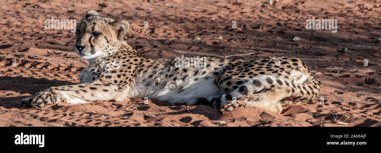 The famous cheetah of Namibia, africa Stock Photo - Alamy