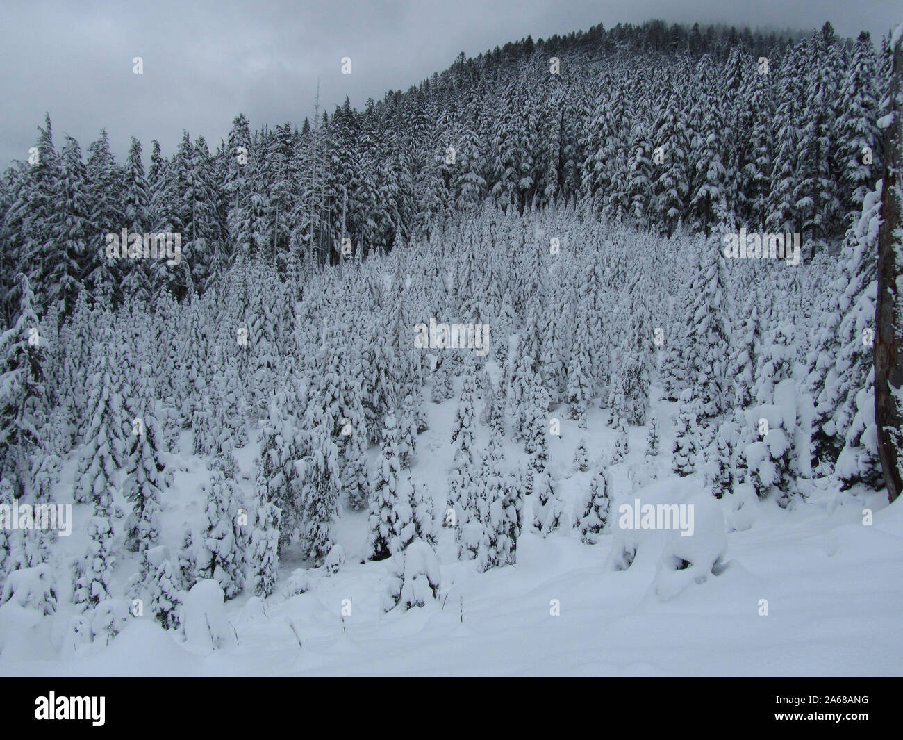 Snow covered trees lead up to the summit of Barlow Butte. A clear line ...