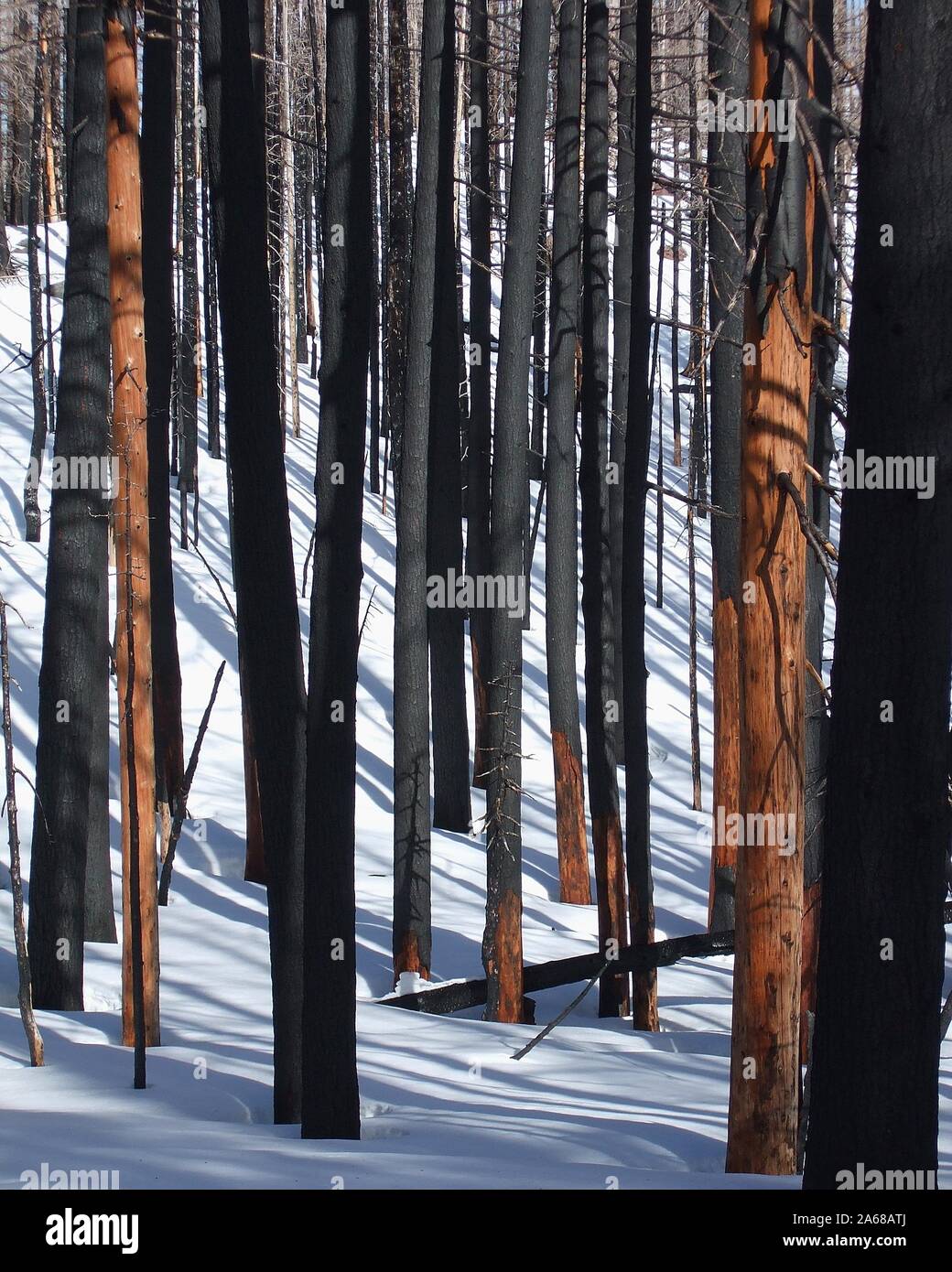 A forest of burnt trees in snow. Blackened, chard trees left standing ...