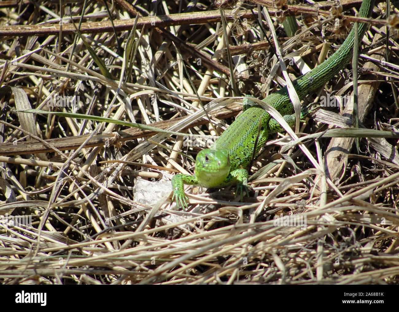 Green lizard on grass and forest of Siberia Stock Photo - Alamy