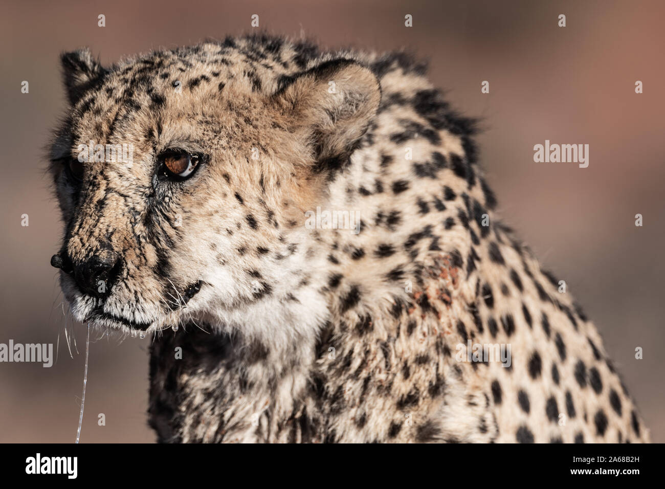 The famous cheetah of Namibia, africa Stock Photo - Alamy
