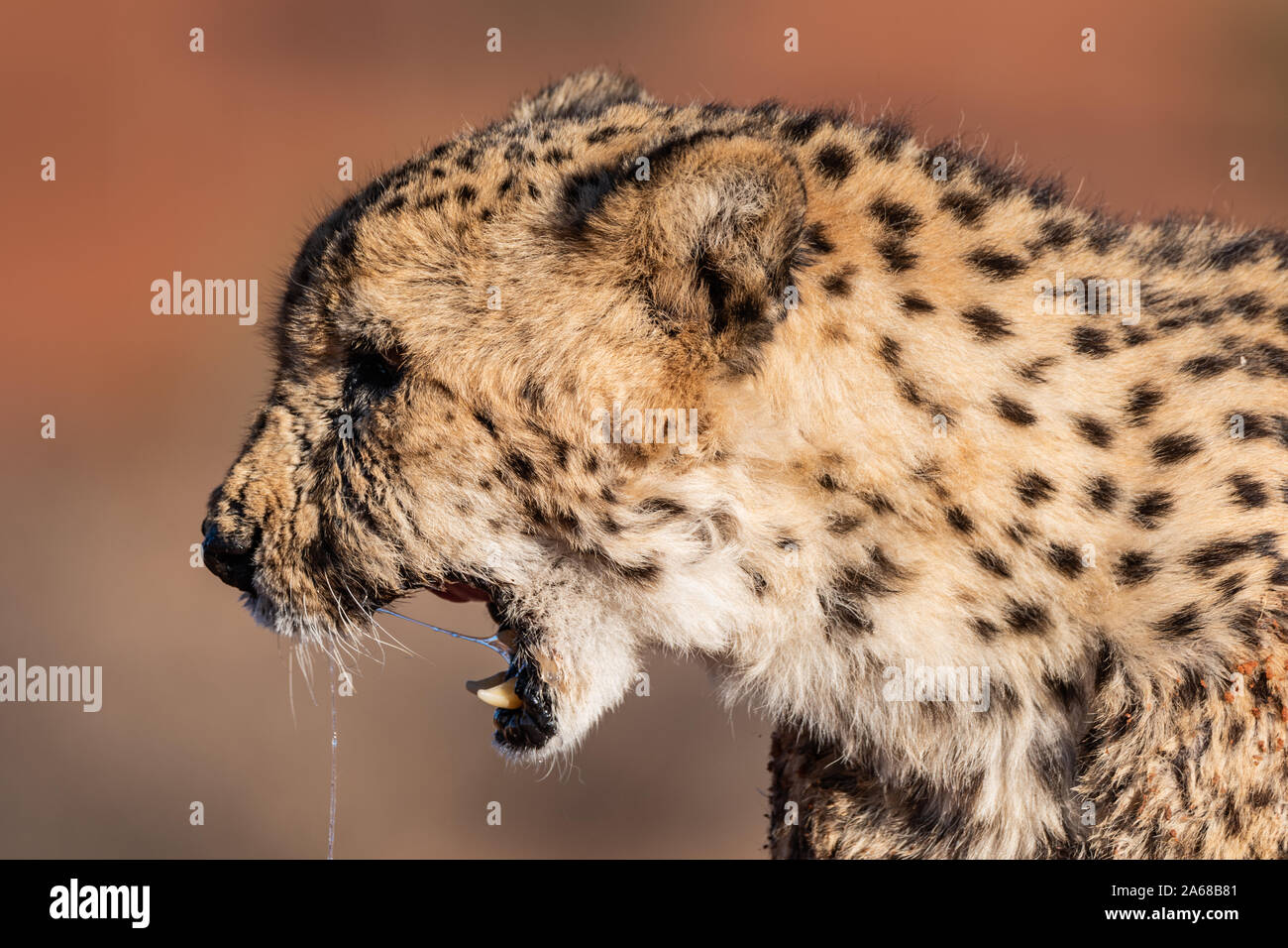 The famous cheetah of Namibia, africa Stock Photo - Alamy