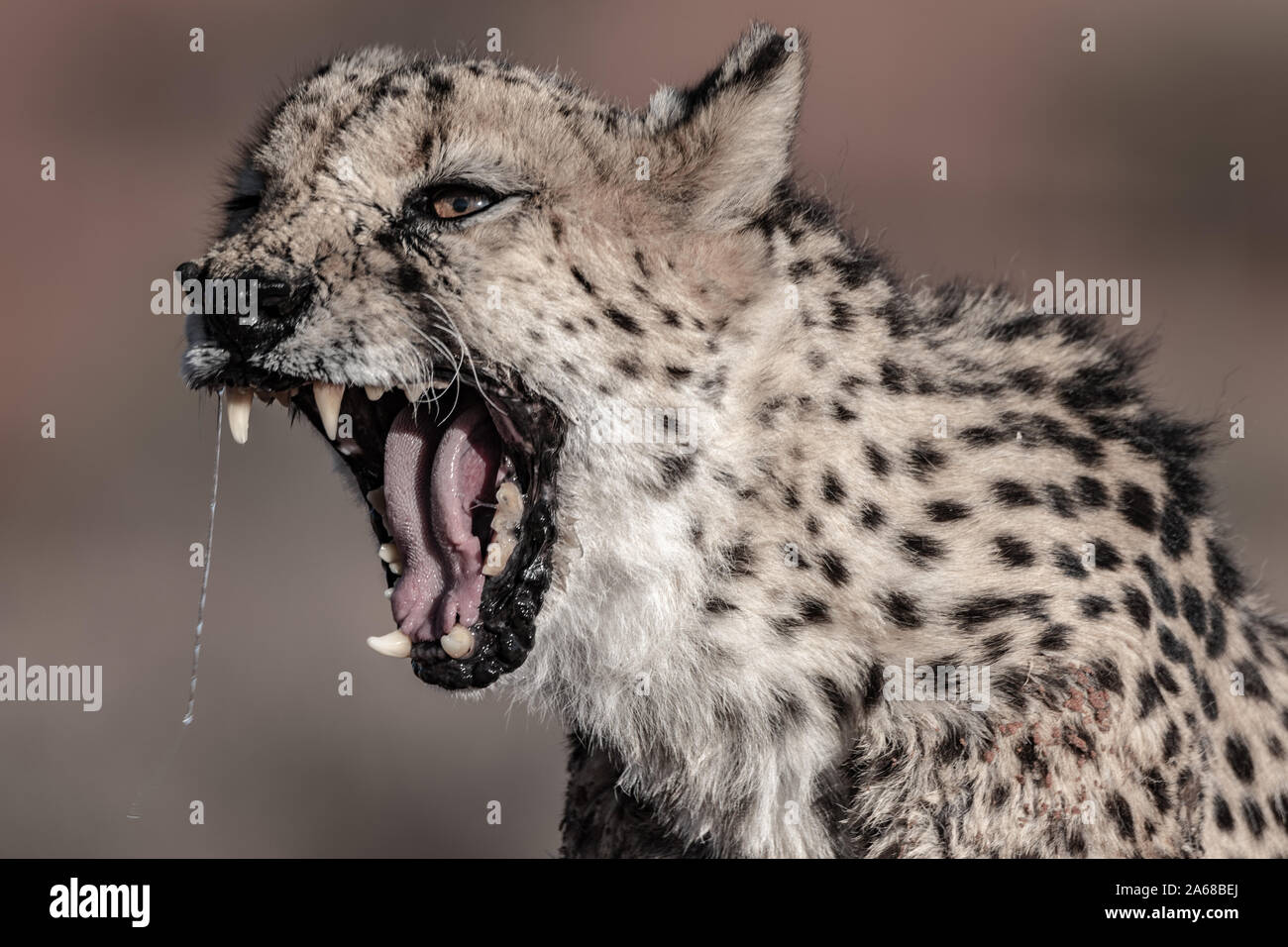 The famous cheetah of Namibia, africa Stock Photo - Alamy