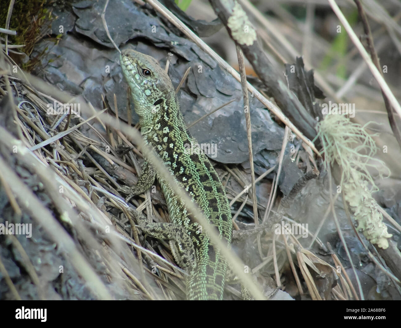 Lizard on grass hi-res stock photography and images - Alamy