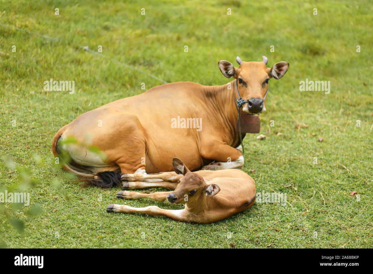 Tropical light Asian cow with a child resting lying on a green meadow ...