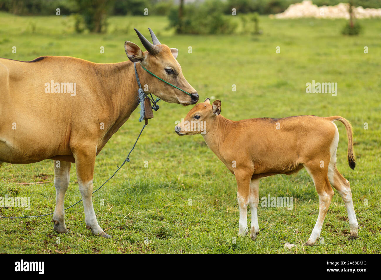 A herd of bright tropical Asian cows grazing on green grass. Big cow ...
